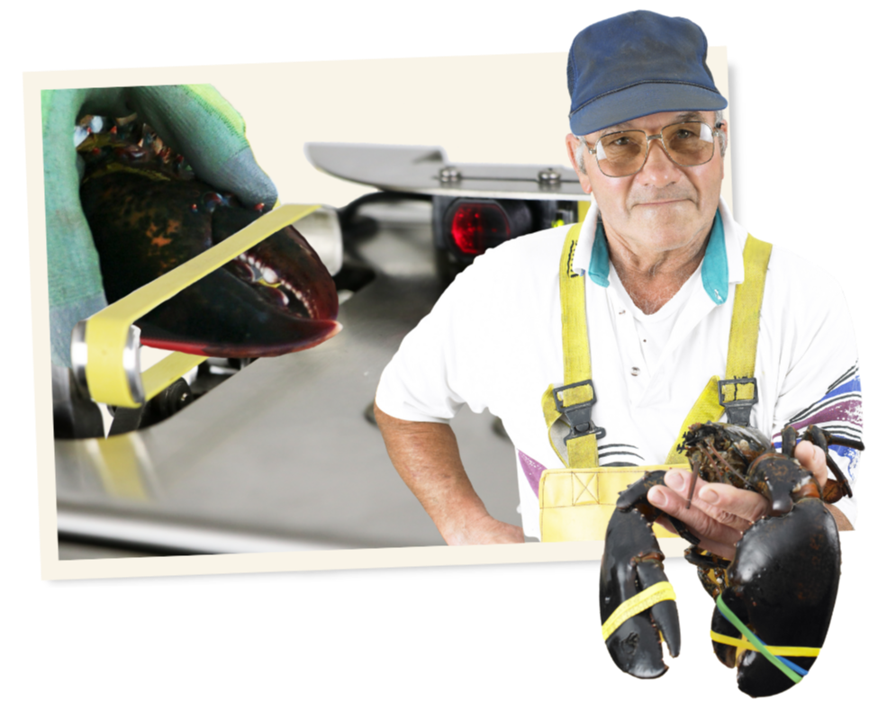 Seafood Banding Machine Giveaway